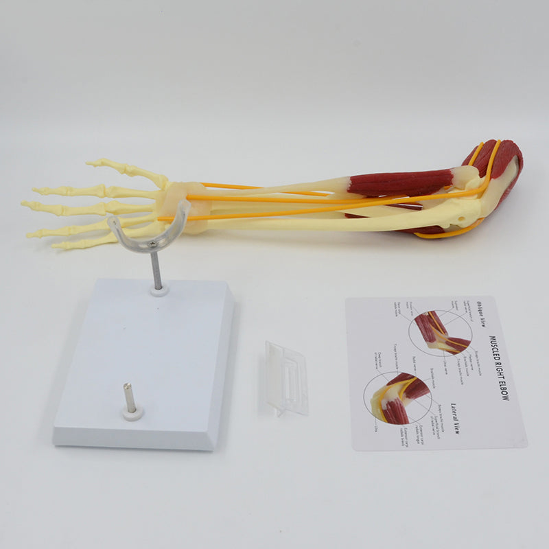 Elbow Joint Model with Muscles