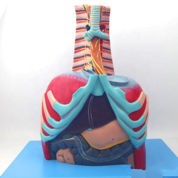 Anatomical Model - Thorax, 17 Parts
