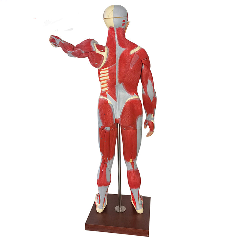 Life Size Human Muscular Figure Model, 27 Parts, 5ft 8in (170cm)