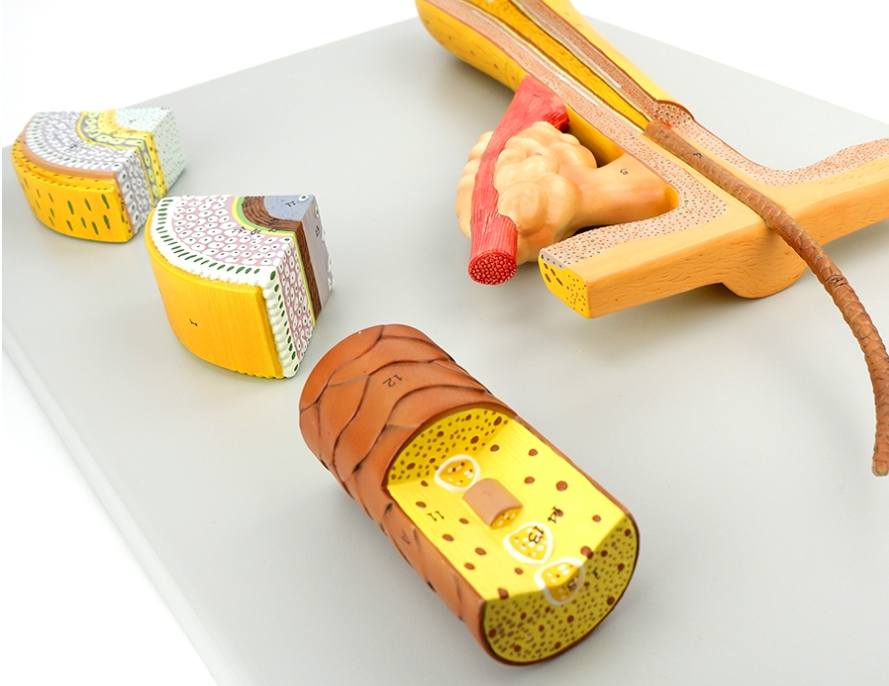 Human Hair Model, 700X Life-Size