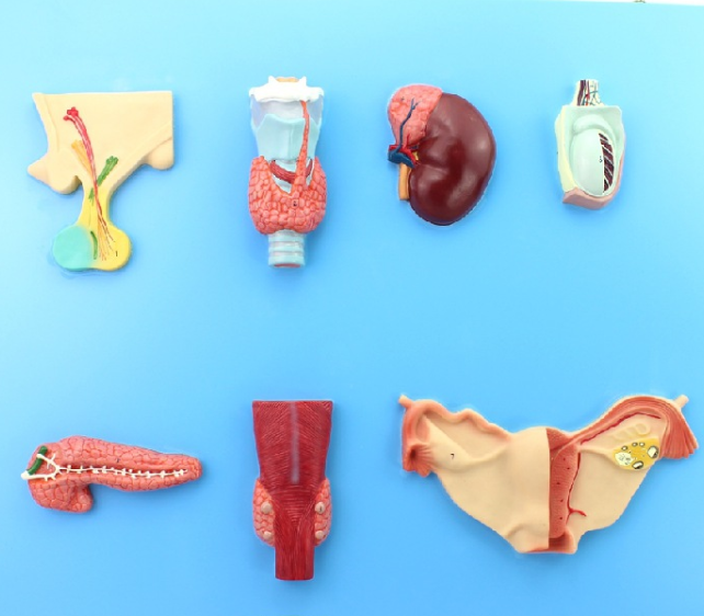Human Endocrine Organs Model