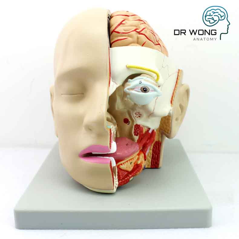 Head Model, Face and Brain Dissection Model