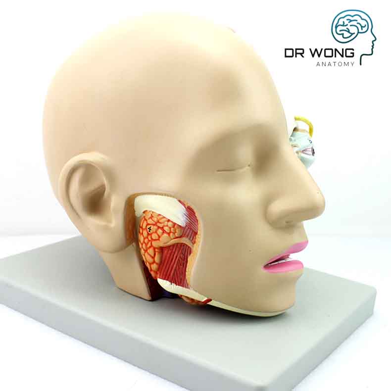 Head Model, Face and Brain Dissection Model