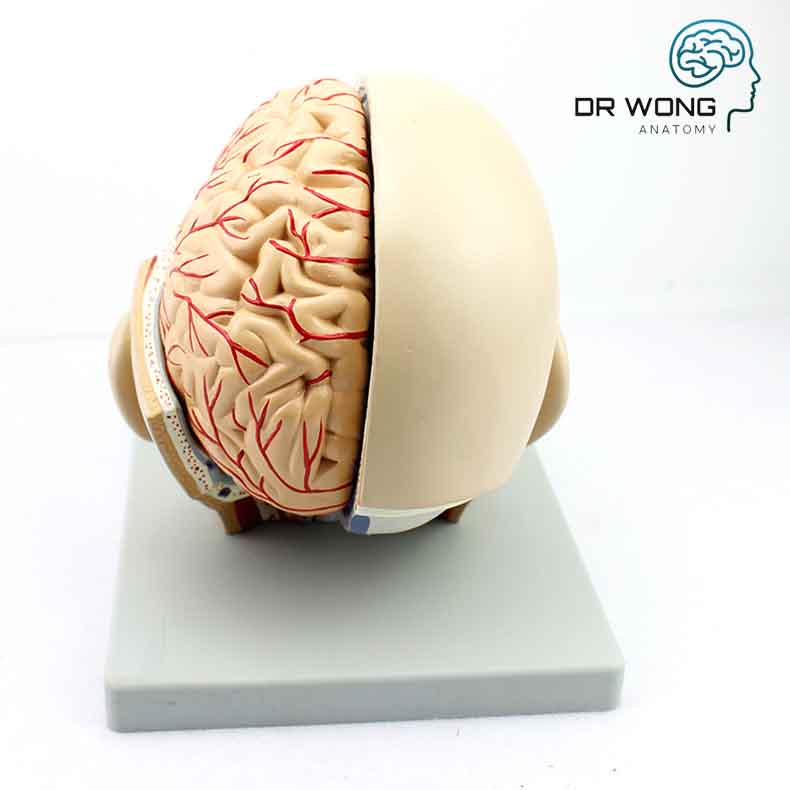Head Model, Face and Brain Dissection Model