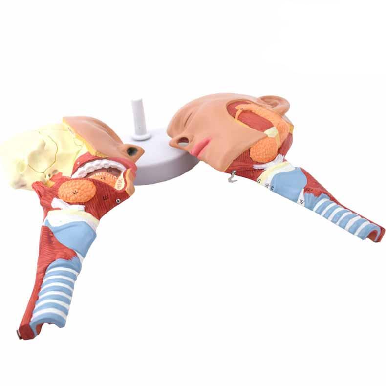 Head with Pharynx Muscles Model