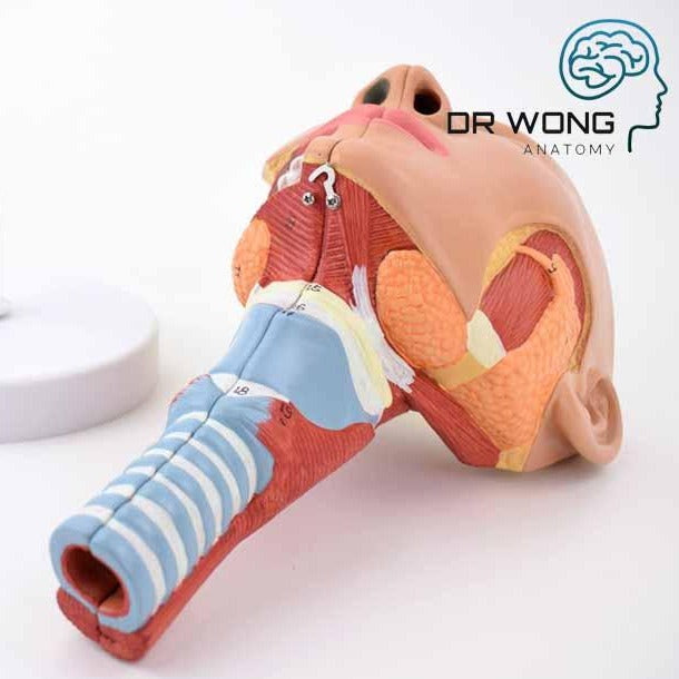 Head with Pharynx Muscles Model