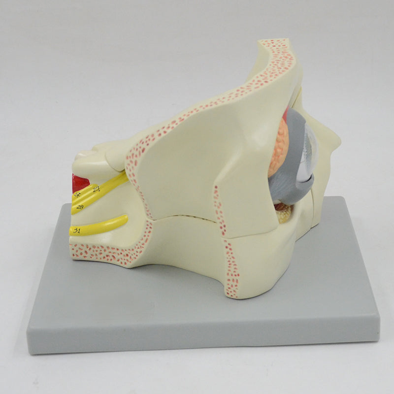 Premium Eye with Bony Orbit Anatomy Model