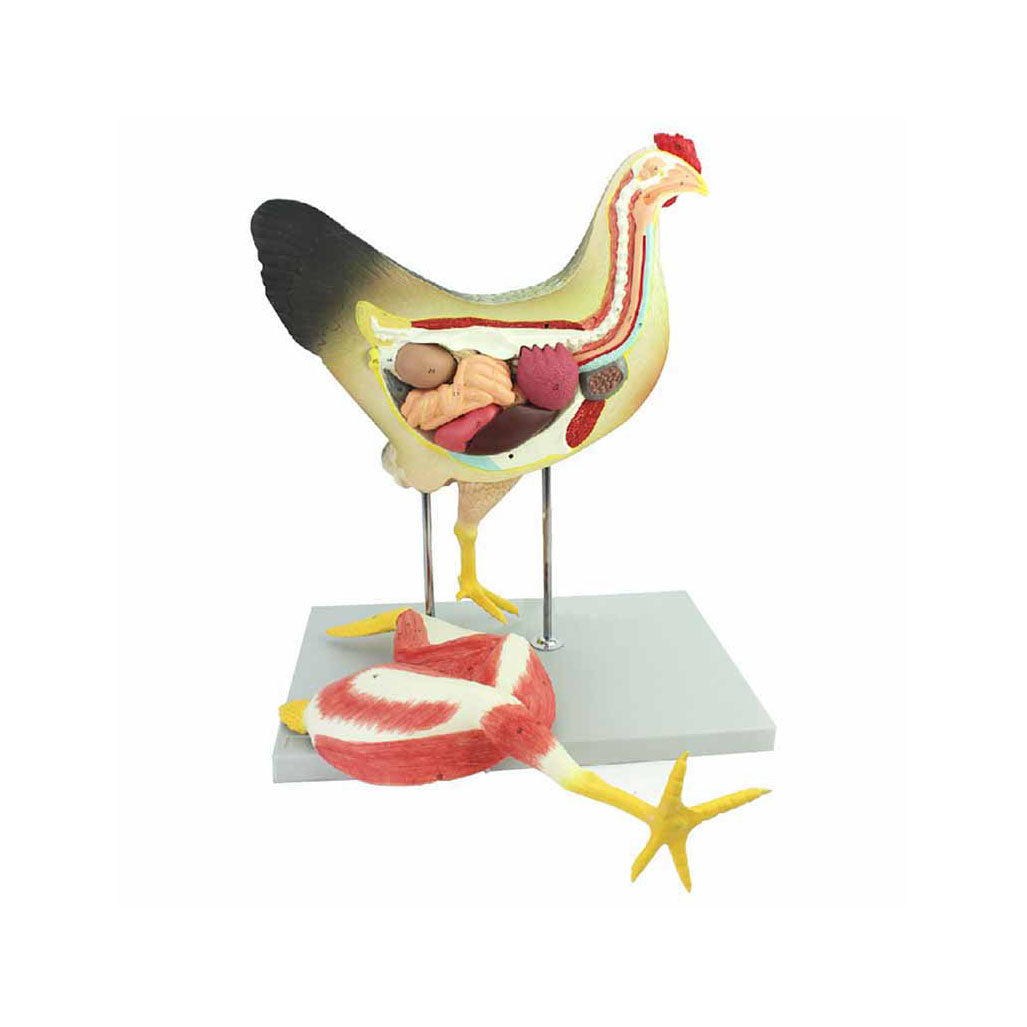 Hen Anatomy Model，8 Parts