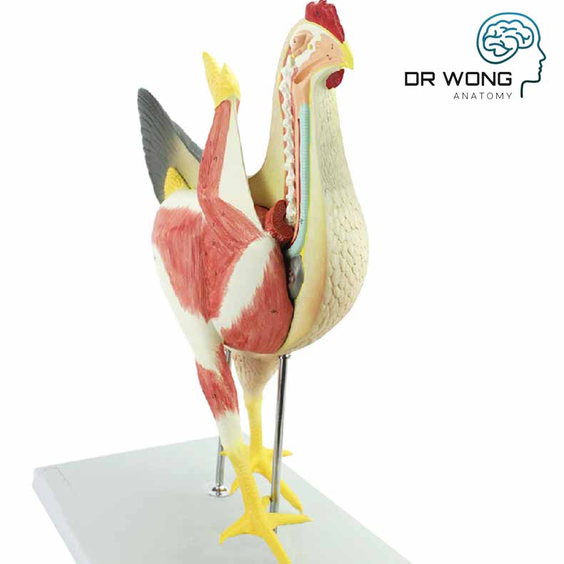 Hen Anatomy Model，8 Parts