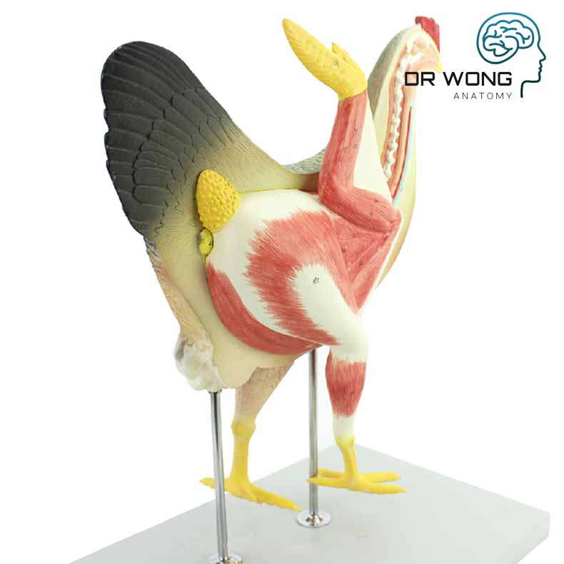 Hen Anatomy Model，8 Parts