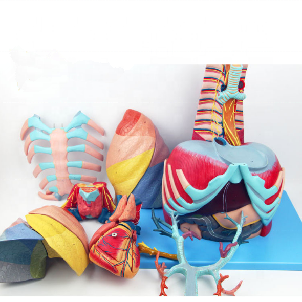 Anatomical Model - Thorax, 17 Parts