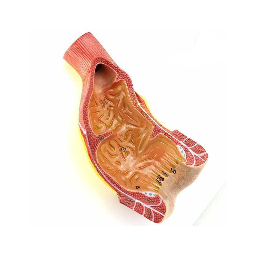Human Anus Anatomy Model