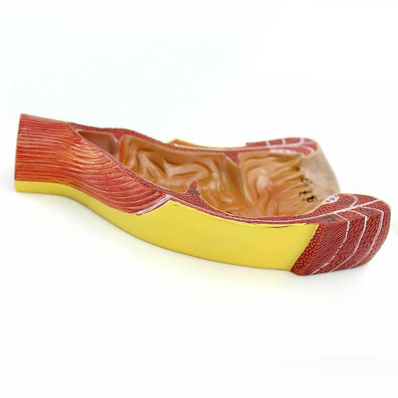 Human Anus Anatomy Model – Dr Wong Anatomy