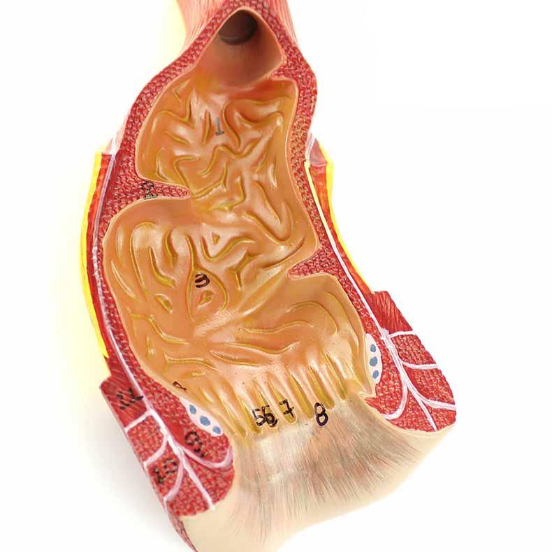 Human Anus Anatomy Model