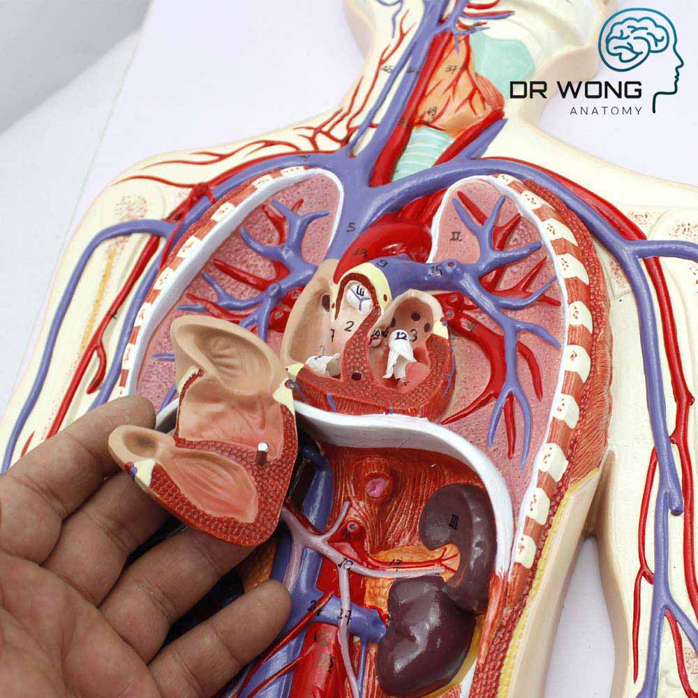 Circulatory System Model Labeled