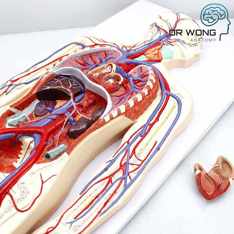 Circulatory System Model Labeled