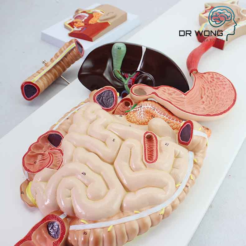 Human Digestive System Model- 3 Parts
