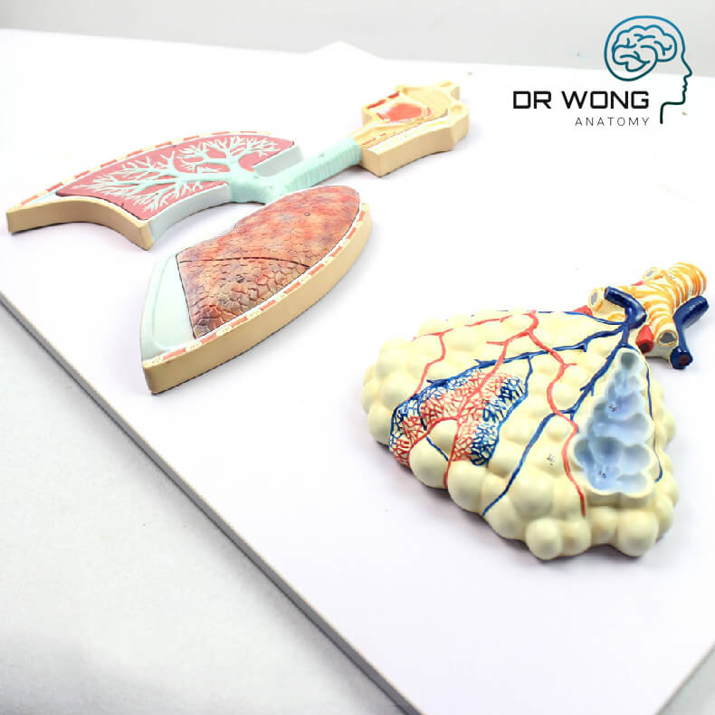 Human Respiratory System Model