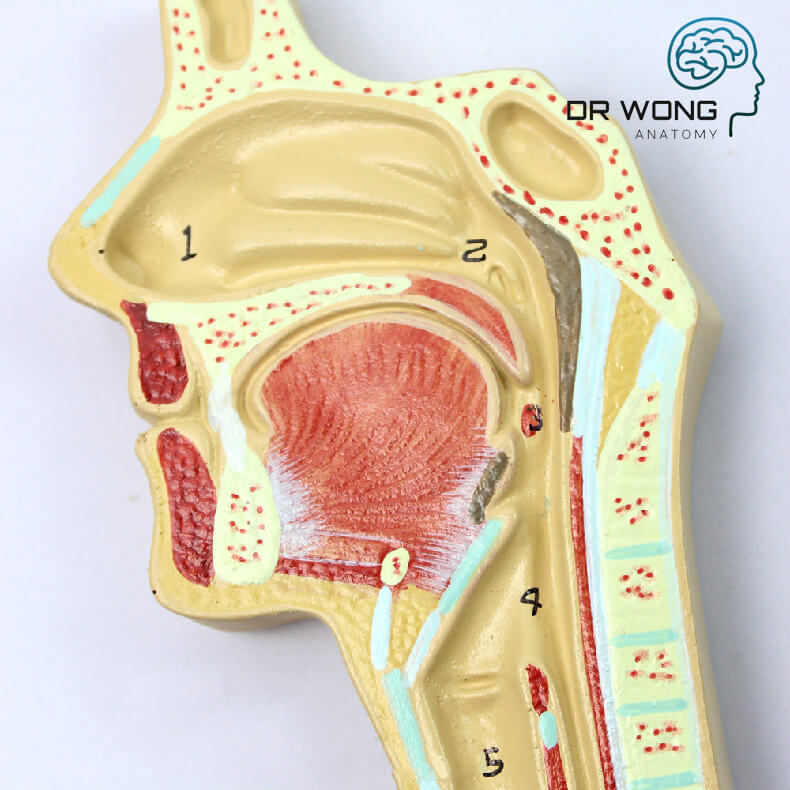 Human Respiratory System Model