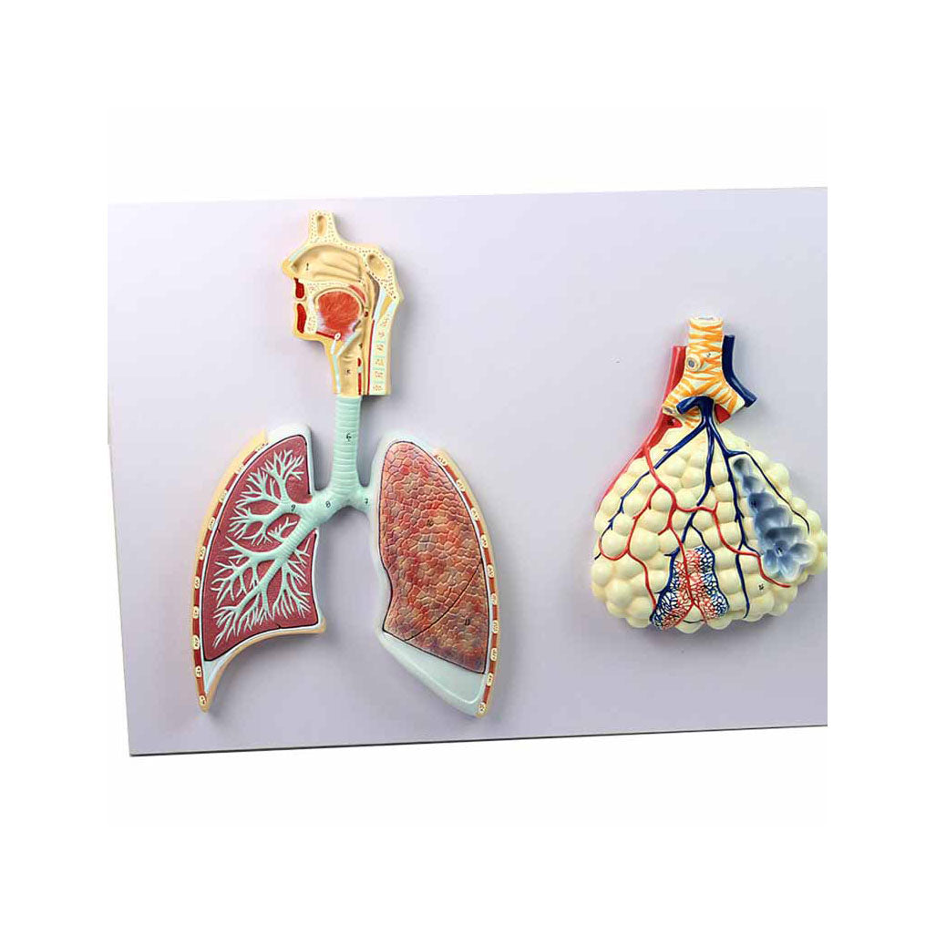 Human Respiratory System Model