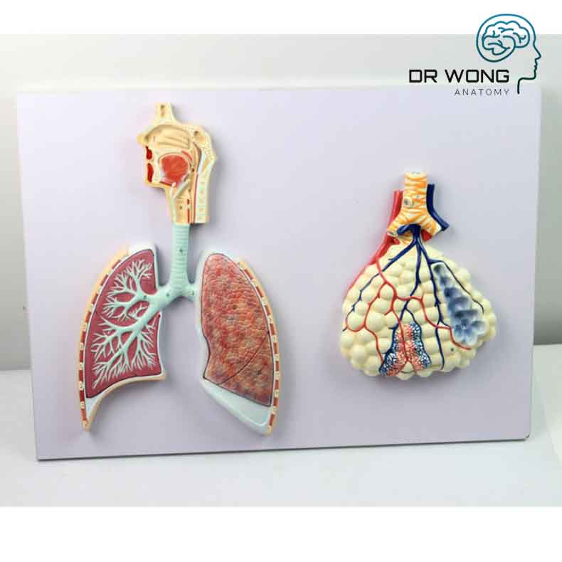 Human Respiratory System Model