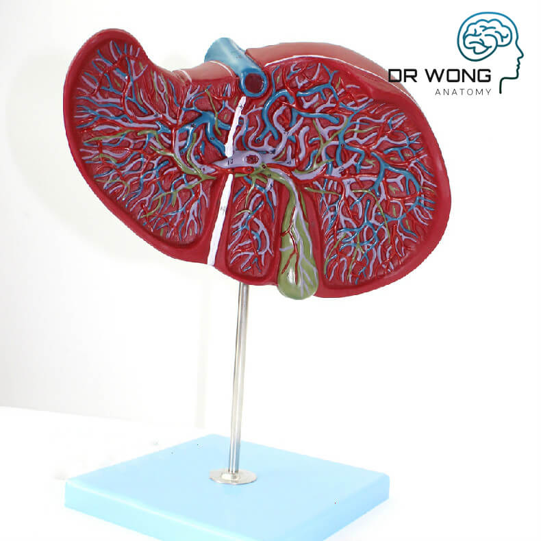 Liver and Gall Bladder Model，1.5X Life-Size