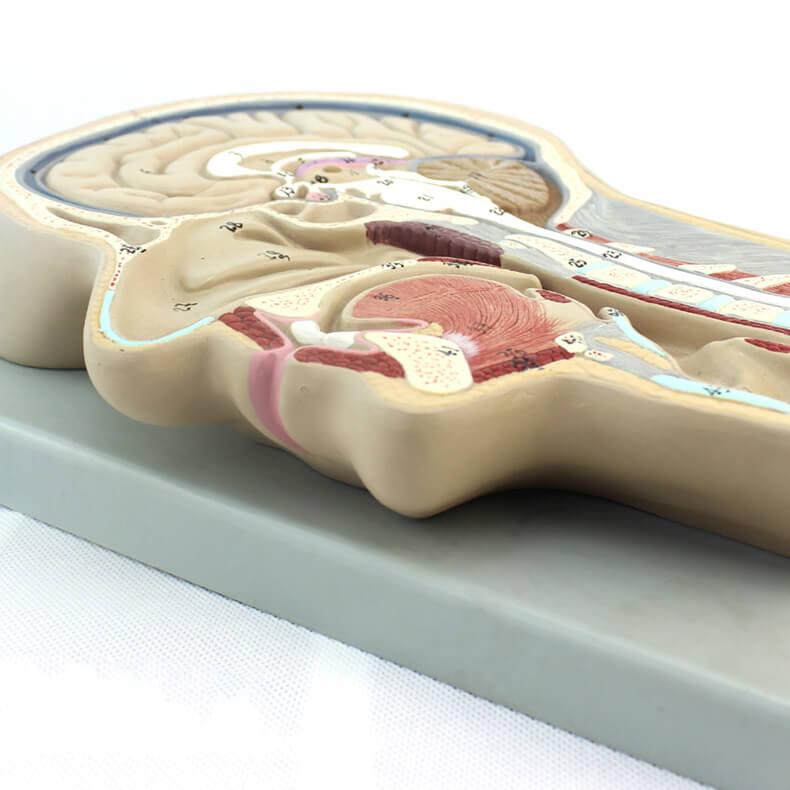 Median Section of Head Model