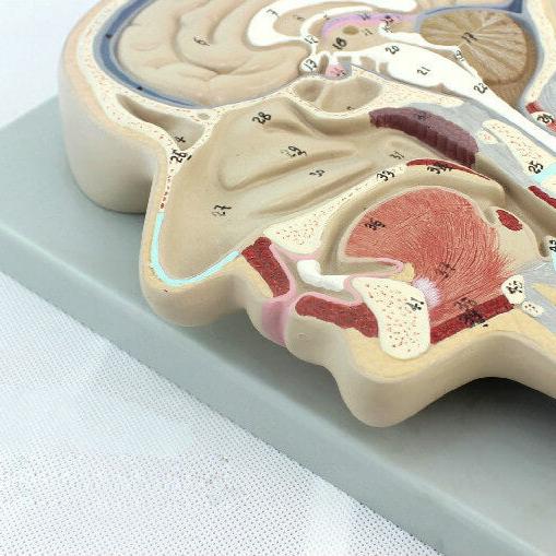 Median Section of Head Model