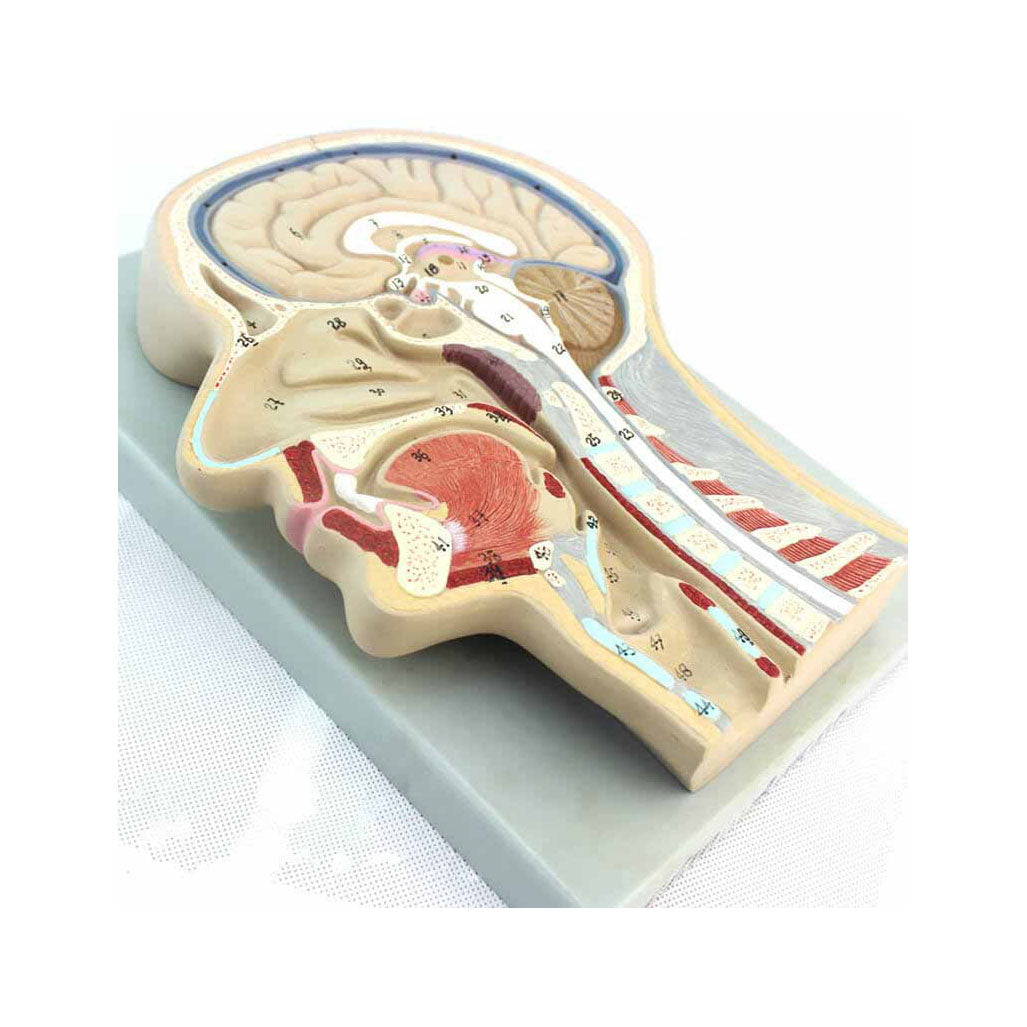 Median Section of Head Model