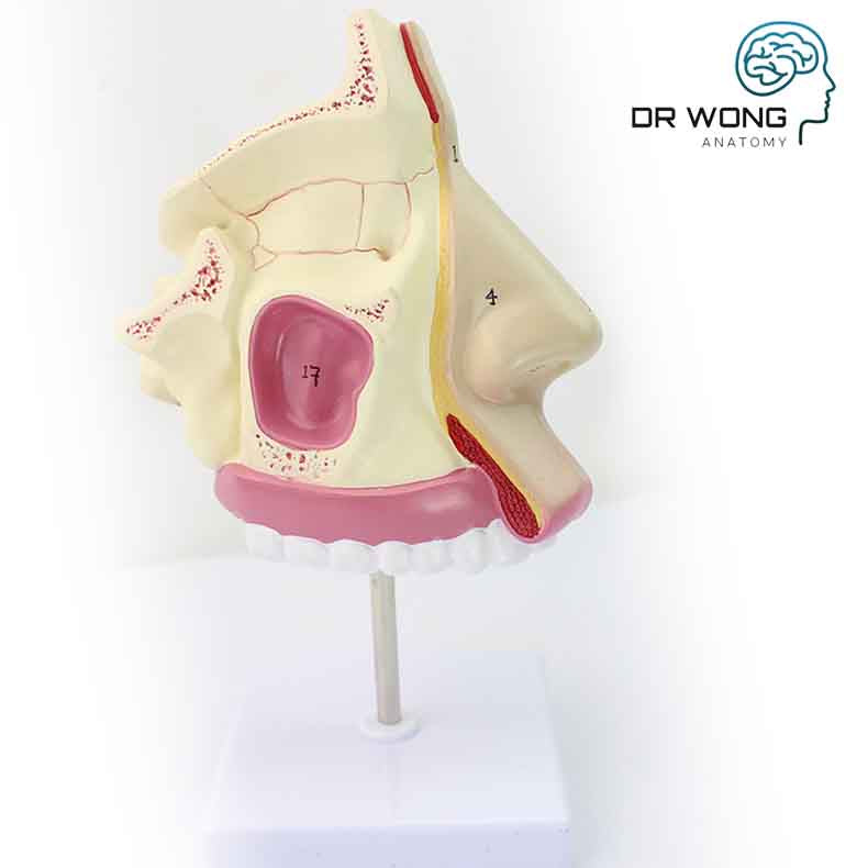 Nasal Cavity Anatomy Model – Dr Wong Anatomy