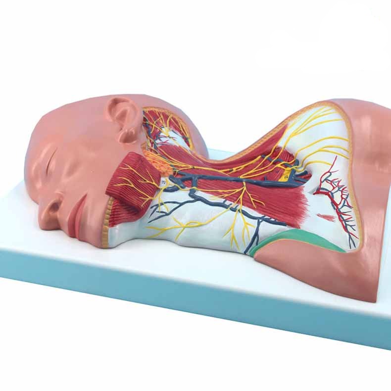 Nerves of Neck Region Model, Life-Size