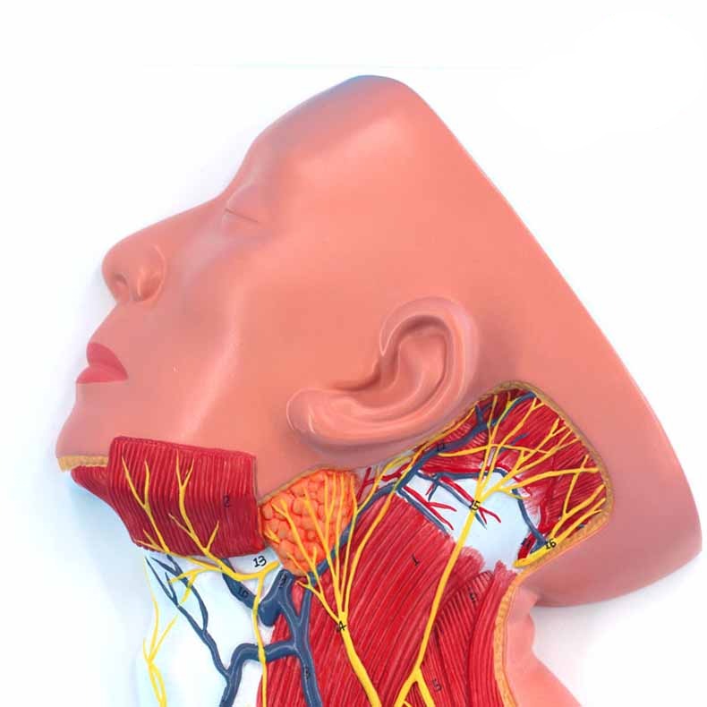 Nerves of Neck Region Model, Life-Size