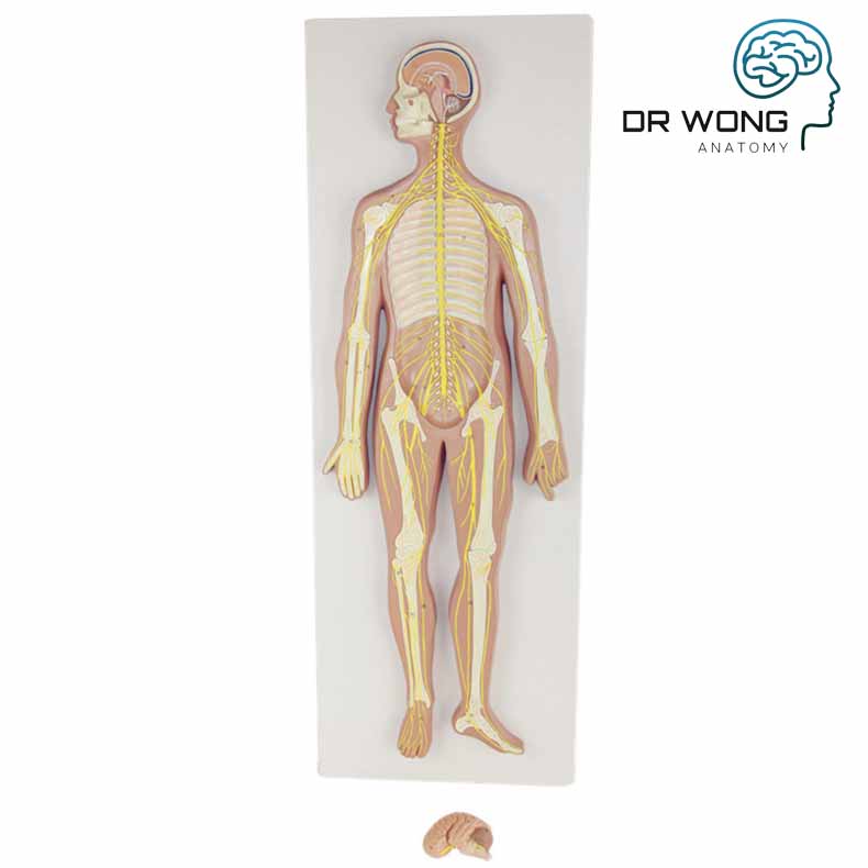 Human Nervous System Model
