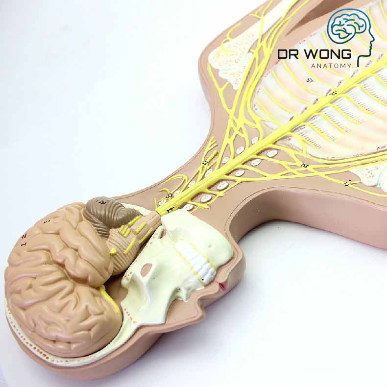 Human Nervous System Model