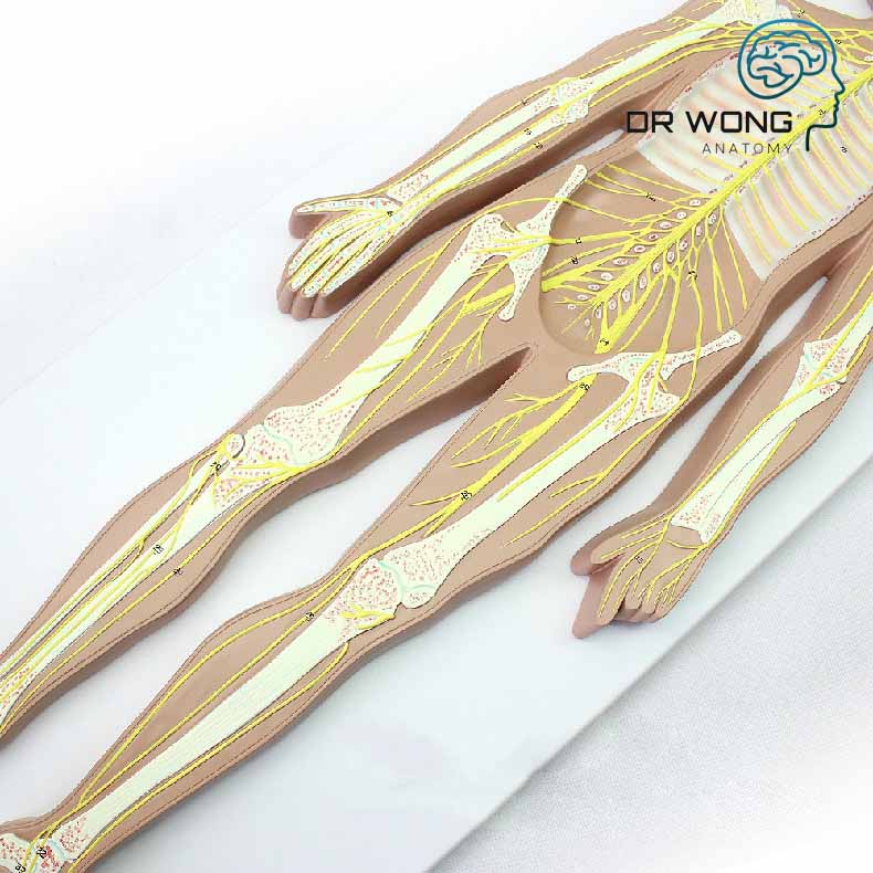 Human Nervous System Model