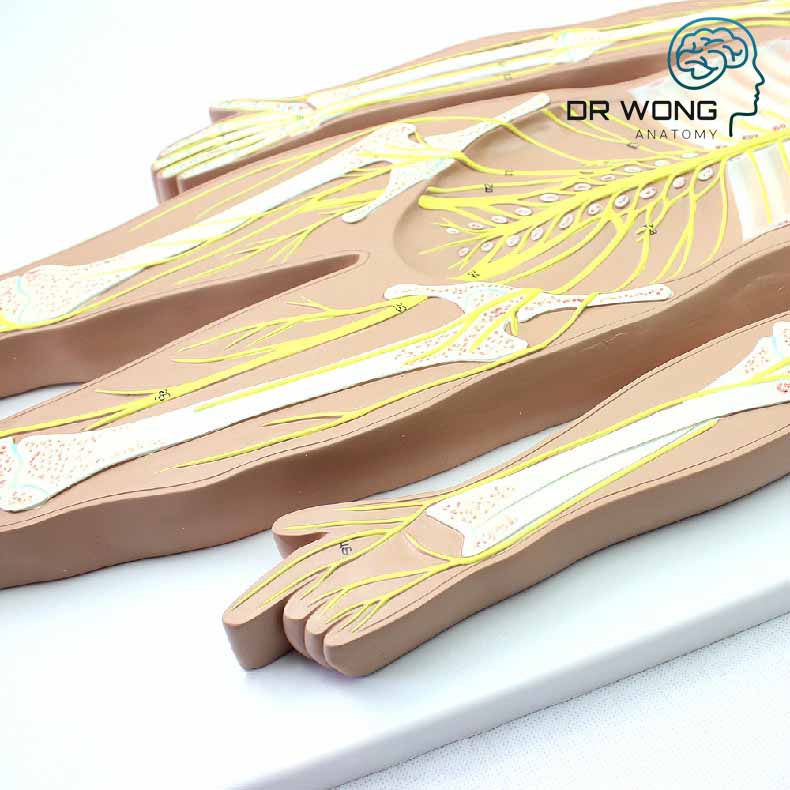 Human Nervous System Model