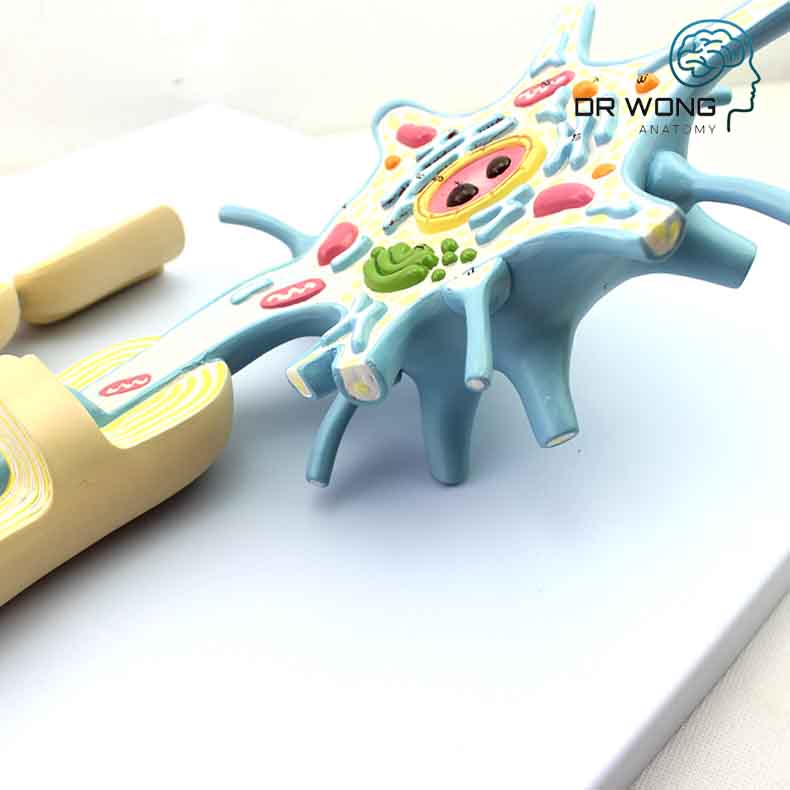 Neuron Model, 2500X Life-Size, 2 Parts