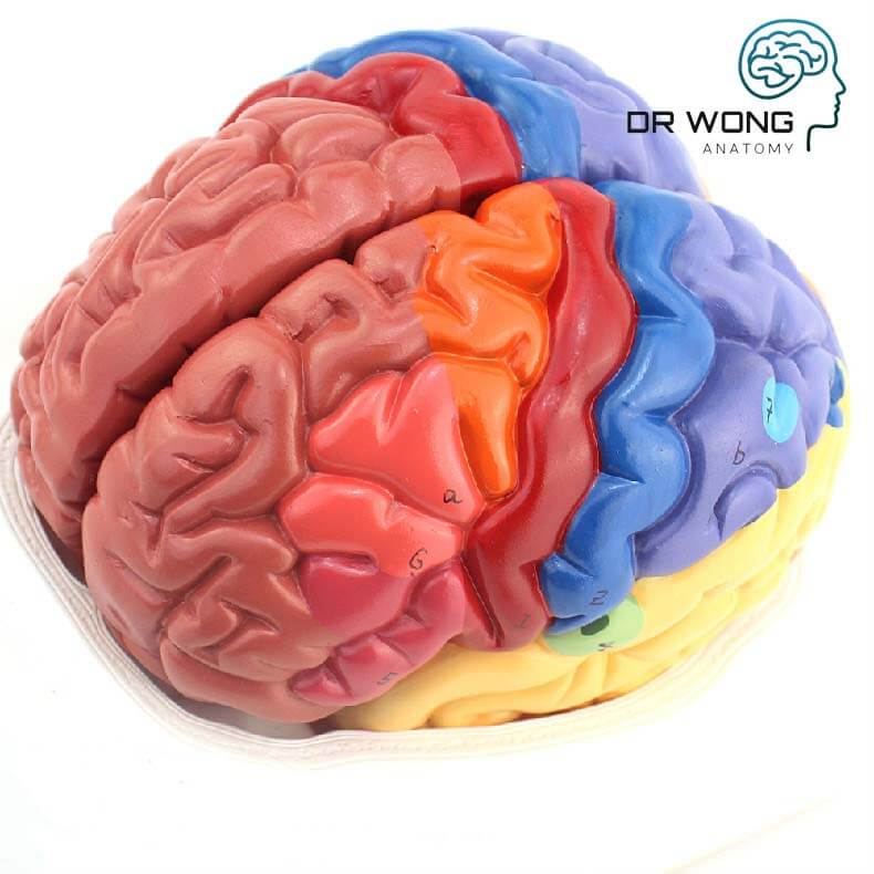 Regional Brain Model, Life-Size, 2 Parts