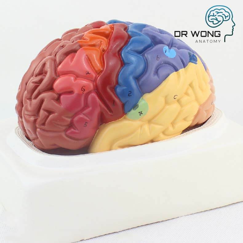 Regional Brain Model, Life-Size, 2 Parts – Dr Wong Anatomy