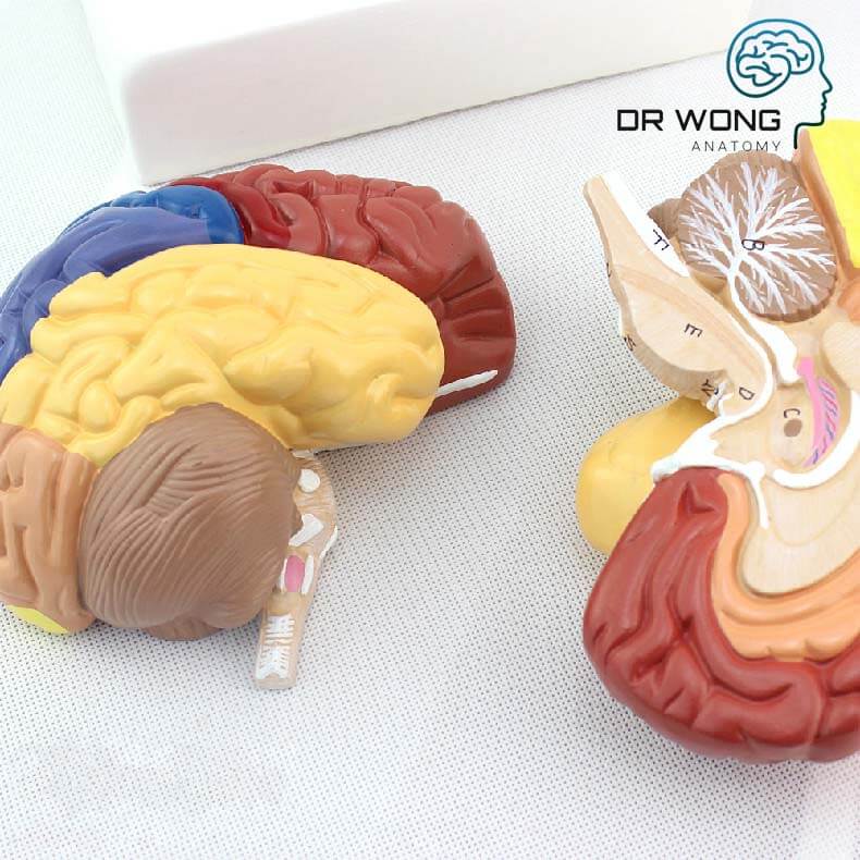 Regional Brain Model, Life-Size, 2 Parts – Dr Wong Anatomy