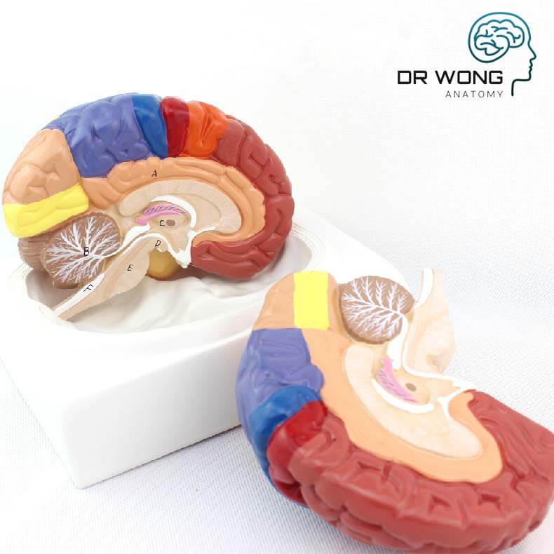 Regional Brain Model, Life-Size, 2 Parts