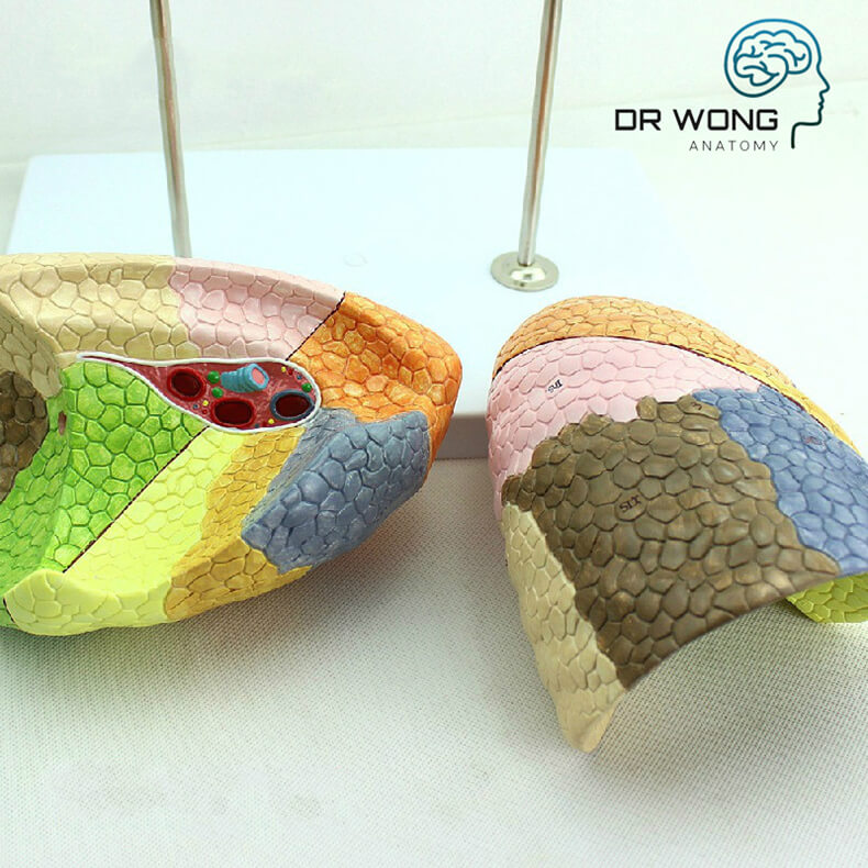 Segmental Lungs Model, Life-Size