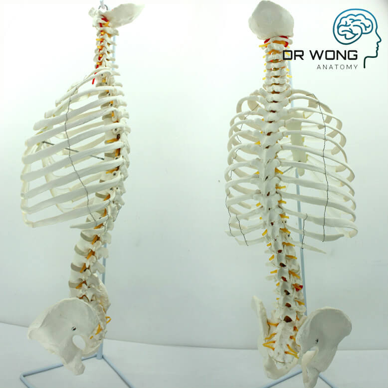 Skeletal Trunk Model, Life-Size