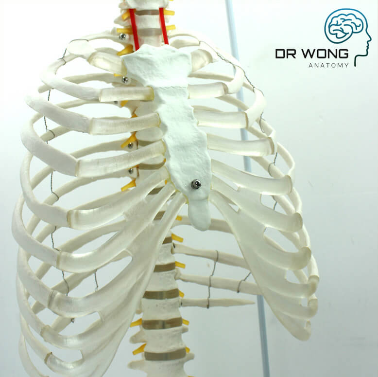 Skeletal Trunk Model, Life-Size