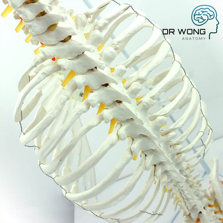 Skeletal Trunk Model, Life-Size