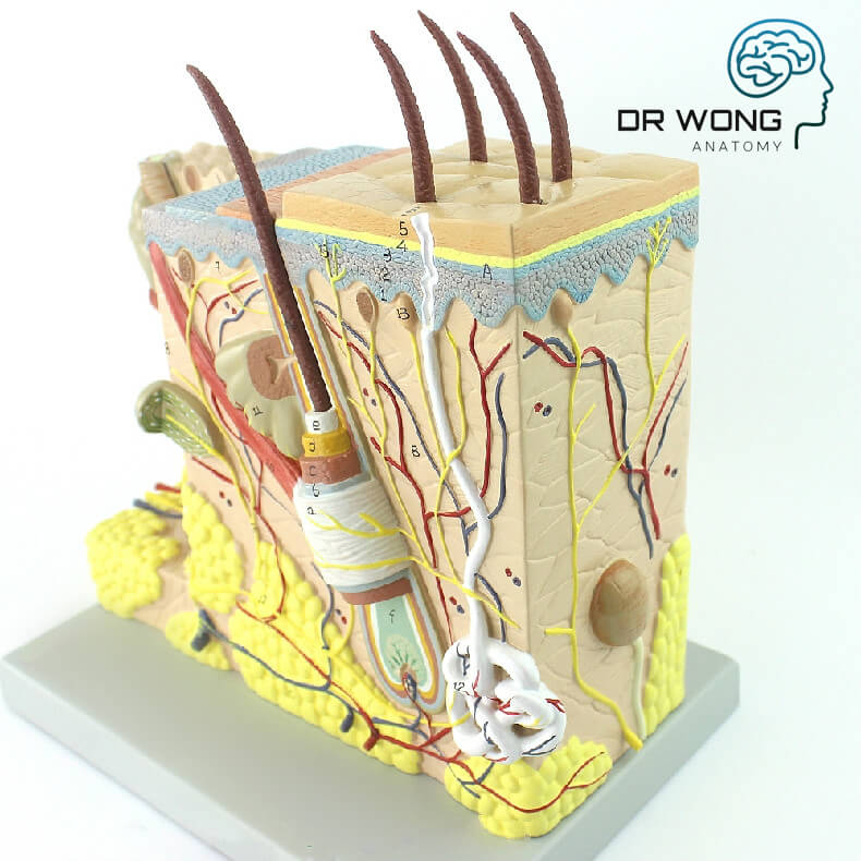 Skin Model, 70X Life-Size, 2 Parts