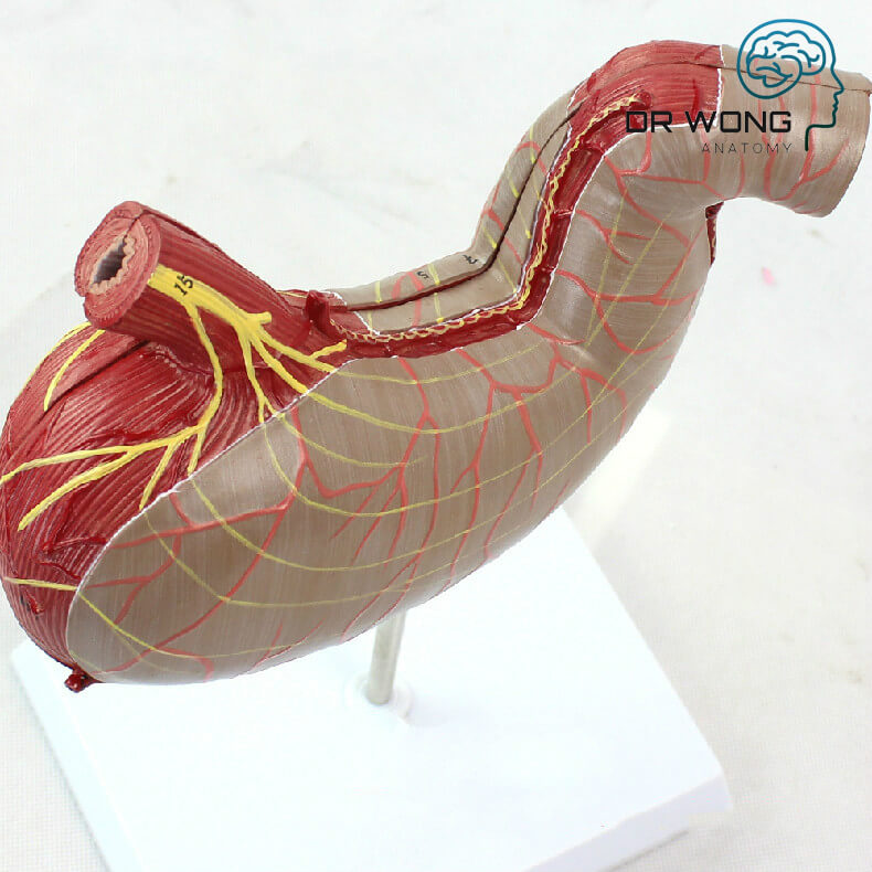 Stomach Model, 1.5X Life-Size，2 Parts – Dr Wong Anatomy