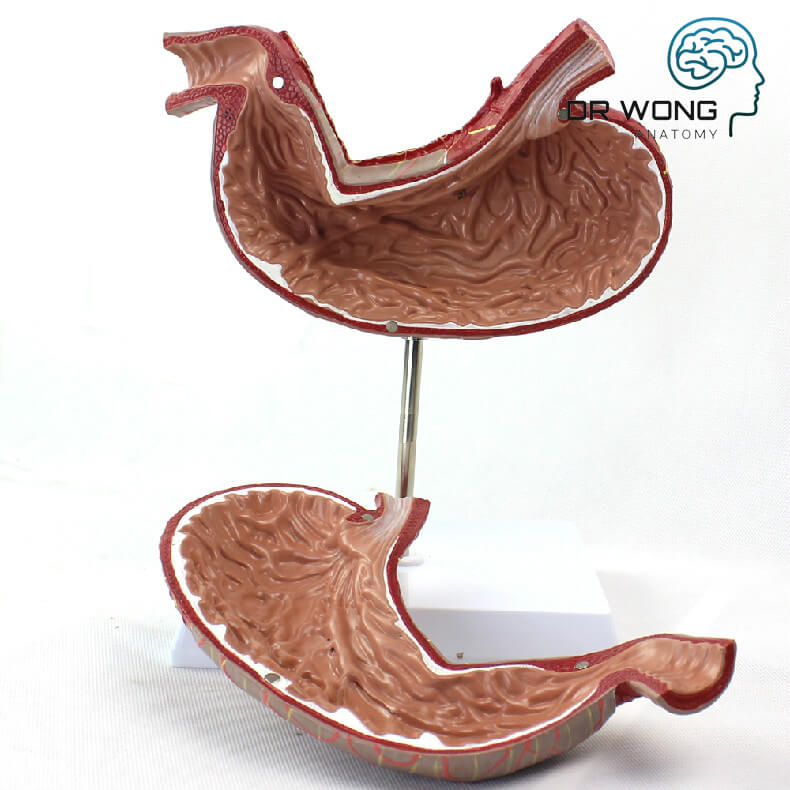 Stomach Model, 1.5X Life-Size，2 Parts – Dr Wong Anatomy