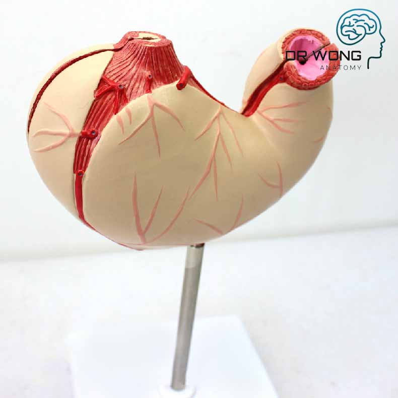 Stomach Model, Life-Size, 2 Parts