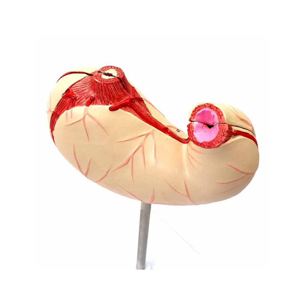Stomach Model, Life-Size, 2 Parts – Dr Wong Anatomy
